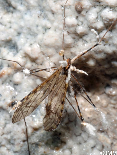 Isaria Sp